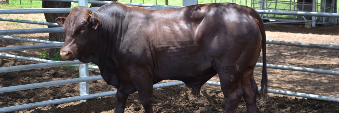 Namibia: Meatco Foundation Trains Offal Cooperative in Kavango Region ...