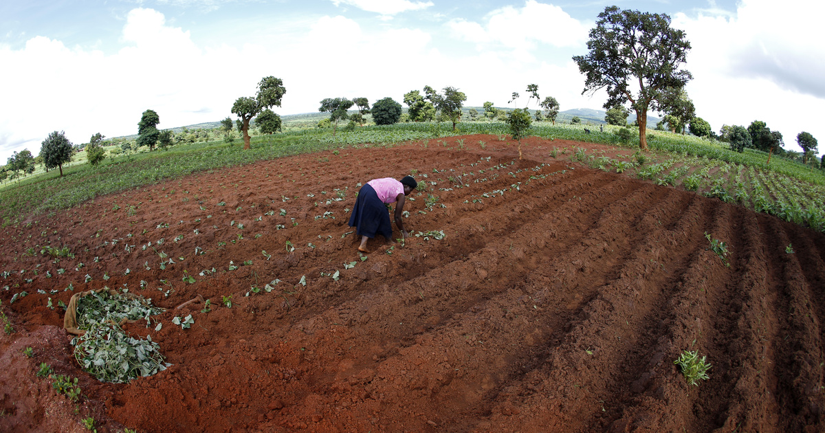 Malawi: Agriculture Ministry Assures Malawians of Sufficient Food ...