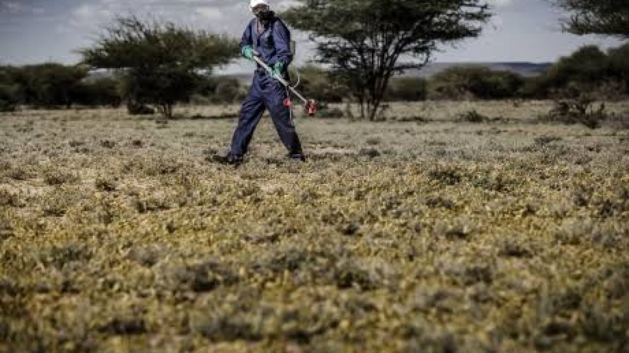 Overcoming impacts of desert locusts, drought and displacement through ...