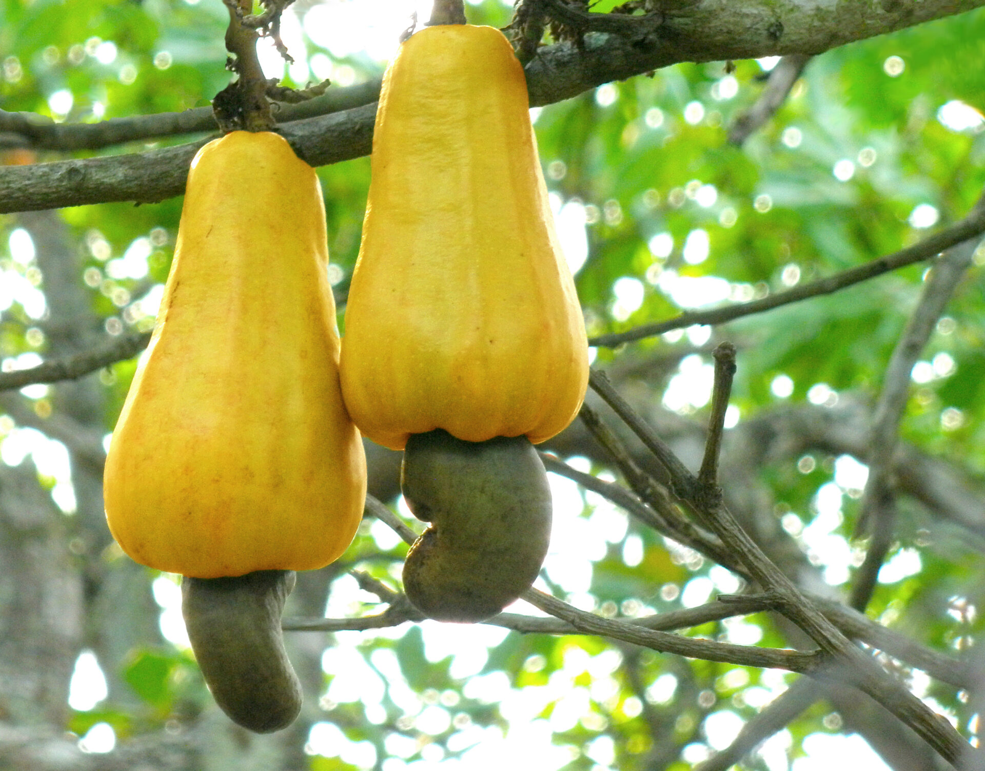 Five cashew producing regions outline crop’s growth strategies ...