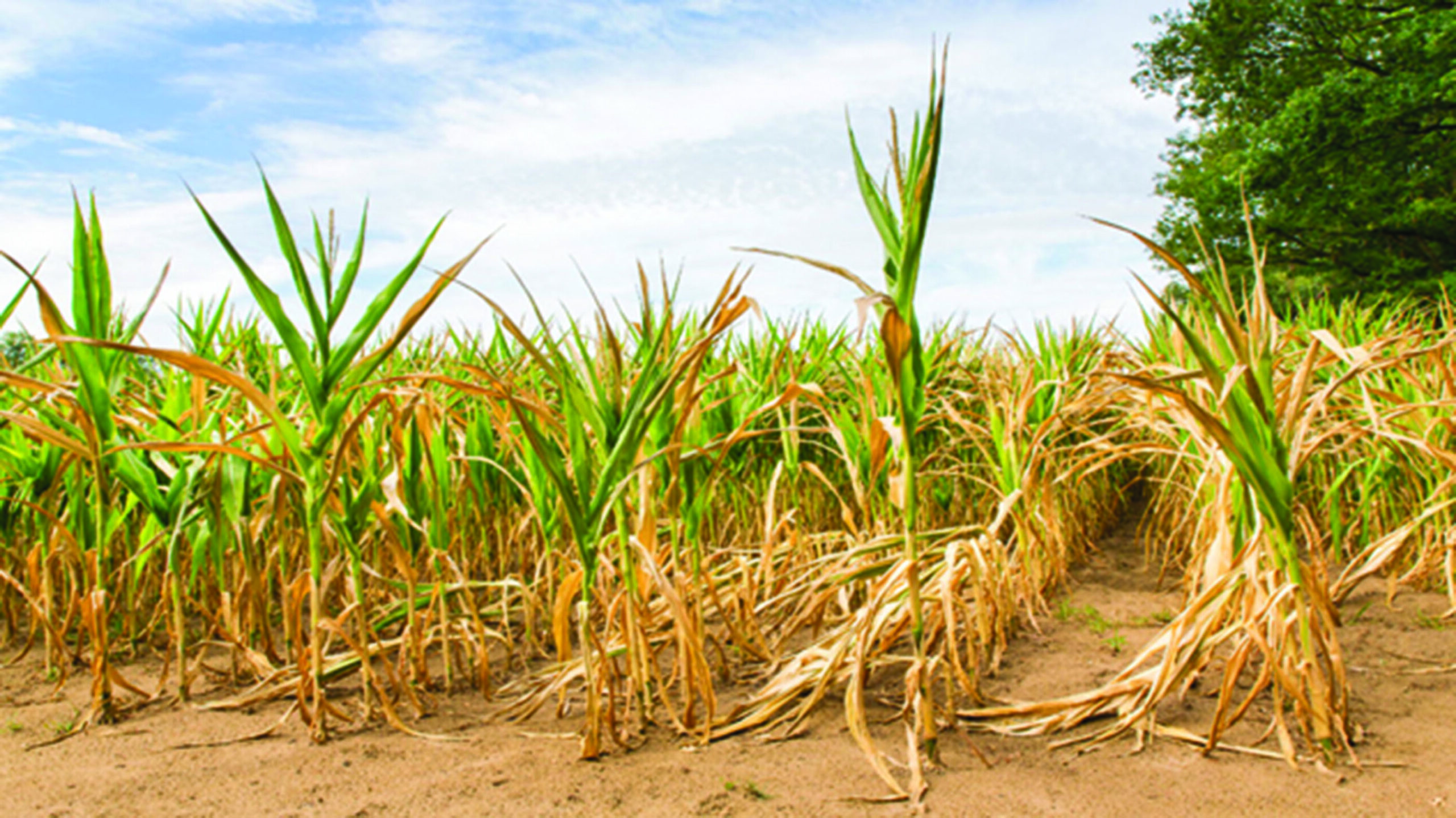 Food insecurity now a perennial threat - African Agri Magazine