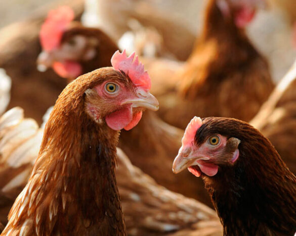 5 profitable livestock farming in Nigeria and how to rear them ...