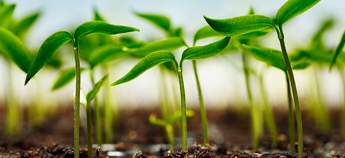 From Lab to Soil: How Biostimulants Are Transforming South African ...
